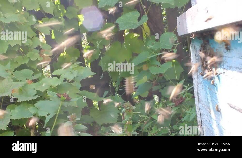 Bees fly hive entrance Stock Videos & Footage - HD and 4K Video Clips ...