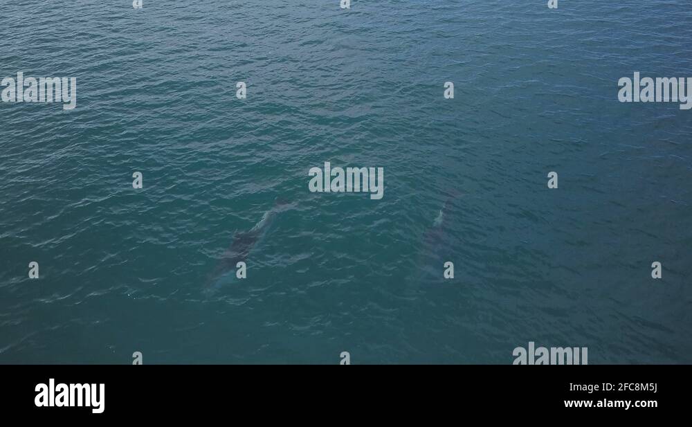 Bottlenose dolphin new zealand Stock Videos & Footage - HD and 4K Video ...