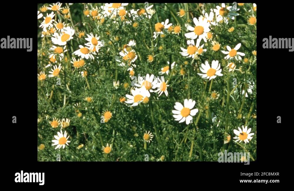 Daisies by roadside Stock Videos & Footage - HD and 4K Video Clips - Alamy