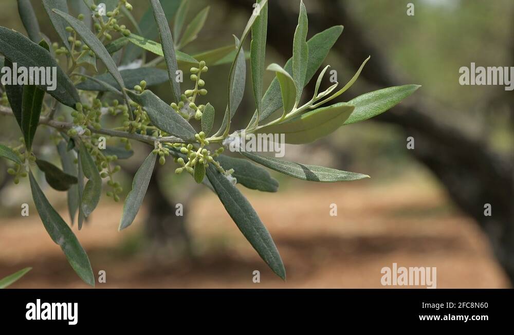 Traditional greek olive tree Stock Videos & Footage - HD and 4K Video ...