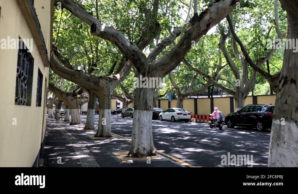 Giant phoenix trees yellow parapet leaves shade in summer road in ...