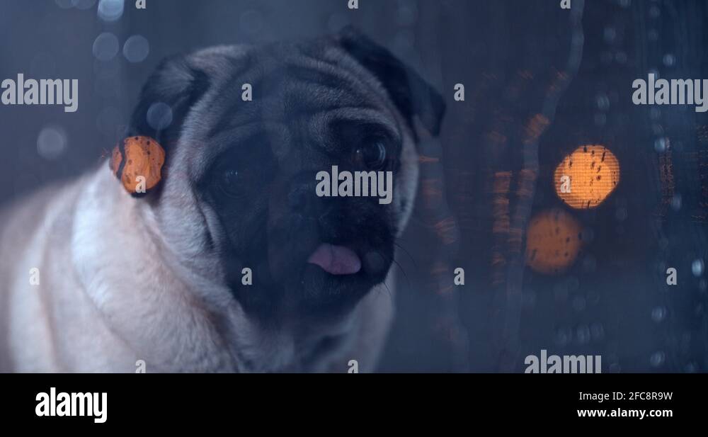 Sad pug dog looking through the window. Dark bad rainy weather. Cute ...