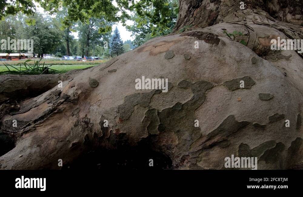 Maple tree roots Stock Videos & Footage - HD and 4K Video Clips - Alamy