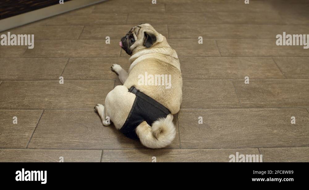 Female pug dog in heat, wearing diapers. Estrus, menstruation cycle ...