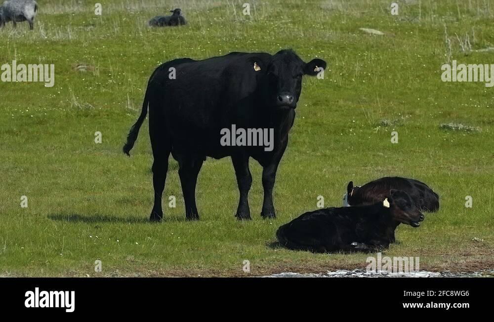 Cow pasture with calves Stock Videos & Footage - HD and 4K Video Clips ...