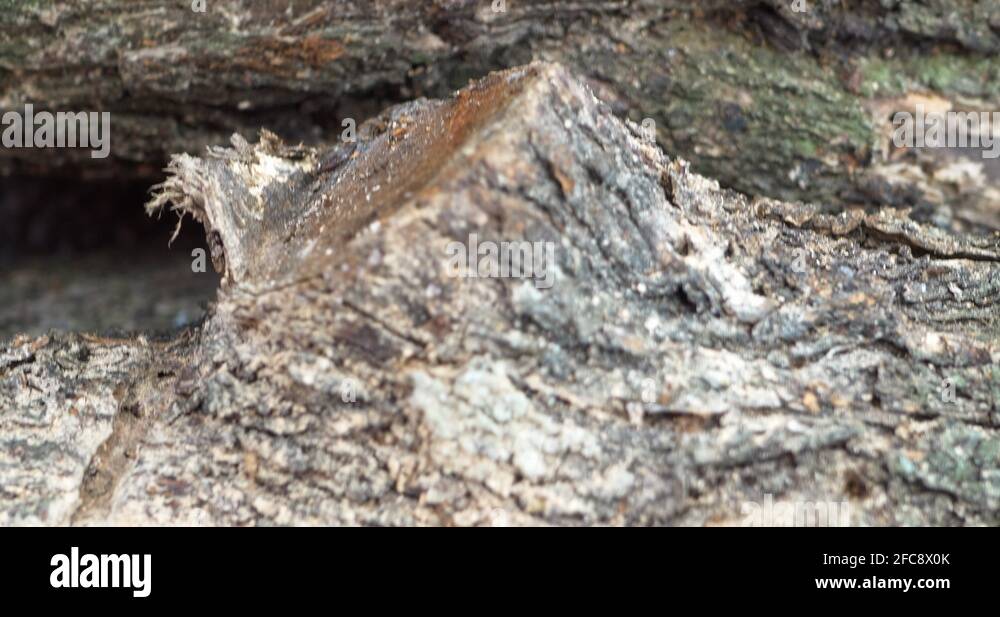 Oak pit Stock Videos & Footage - HD and 4K Video Clips - Alamy