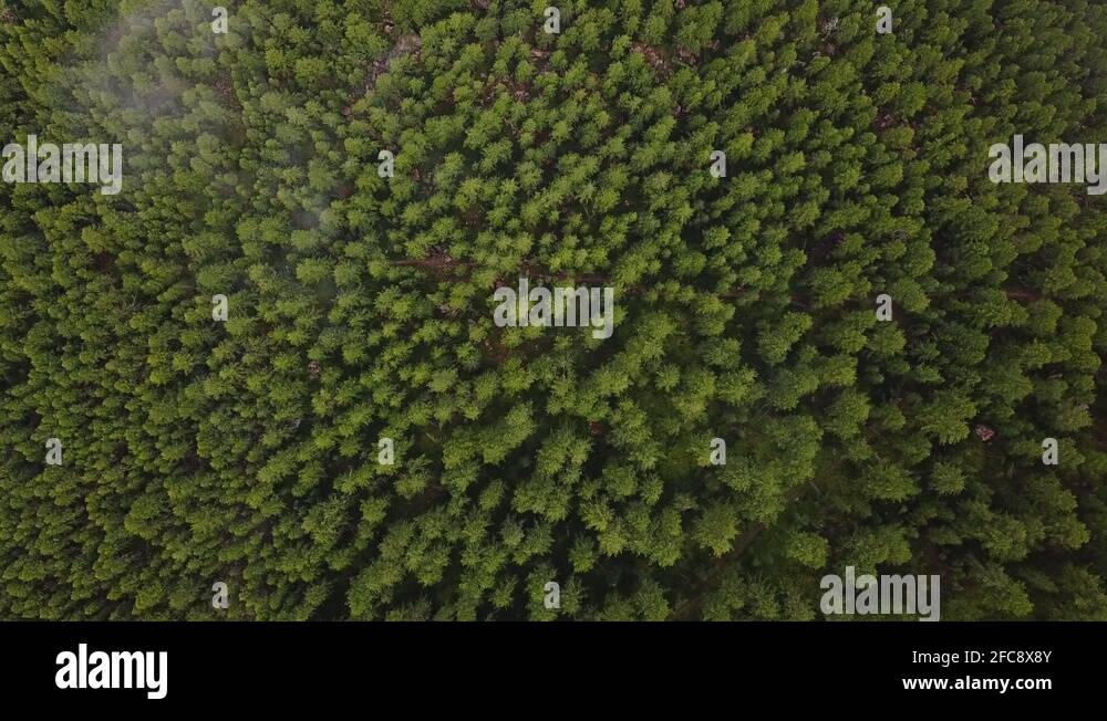 Fir tree top view with copy space Stock Videos & Footage - HD and 4K ...