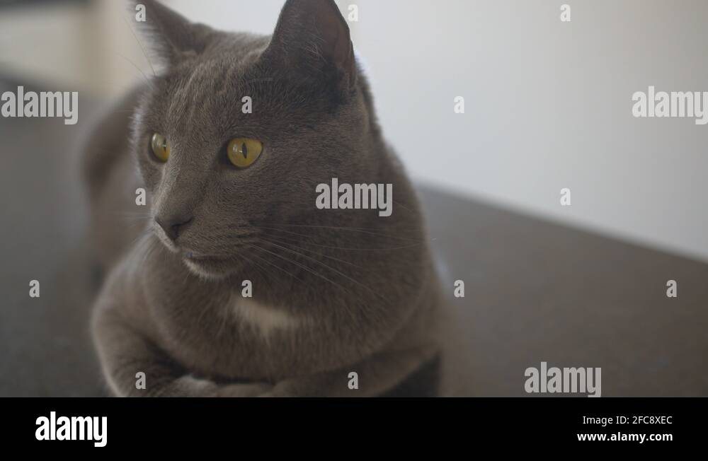 Cat on counter Stock Videos & Footage - HD and 4K Video Clips - Alamy