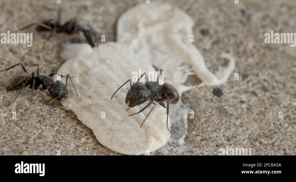 Sweet gum wood Stock Videos & Footage - HD and 4K Video Clips - Alamy