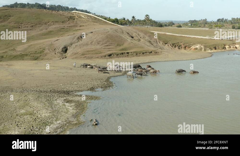 Flock water buffalo Stock Videos & Footage - HD and 4K Video Clips - Alamy
