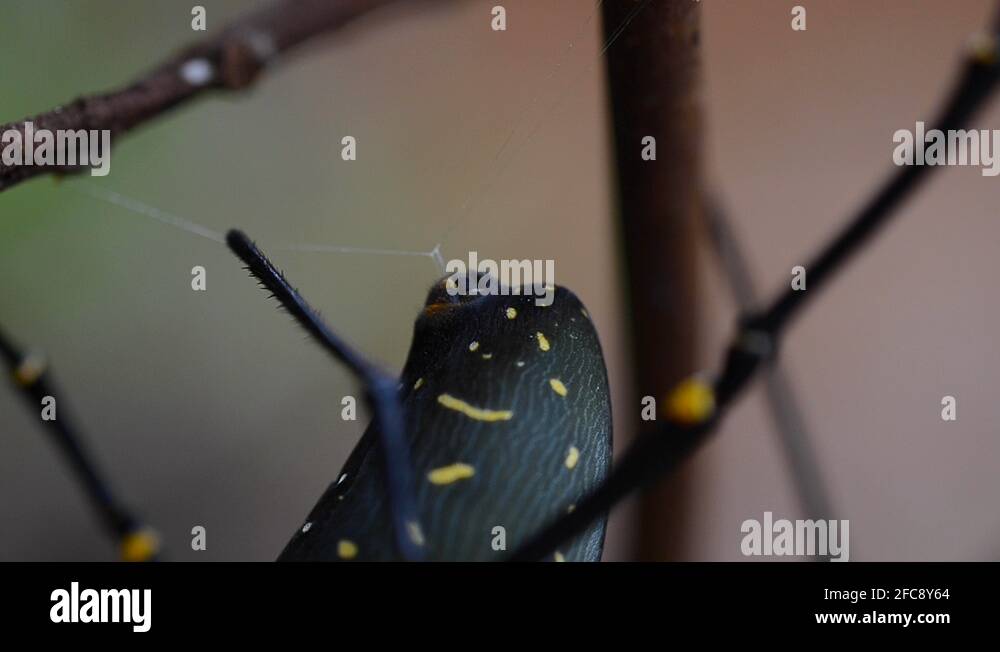 Spider spinneret close up Stock Videos & Footage - HD and 4K Video ...