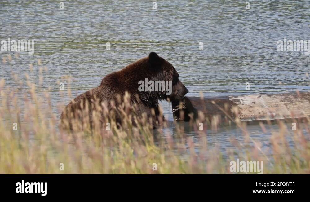 Brown Bear Sitting in Water Digging Through Log With Tall Grass in ...