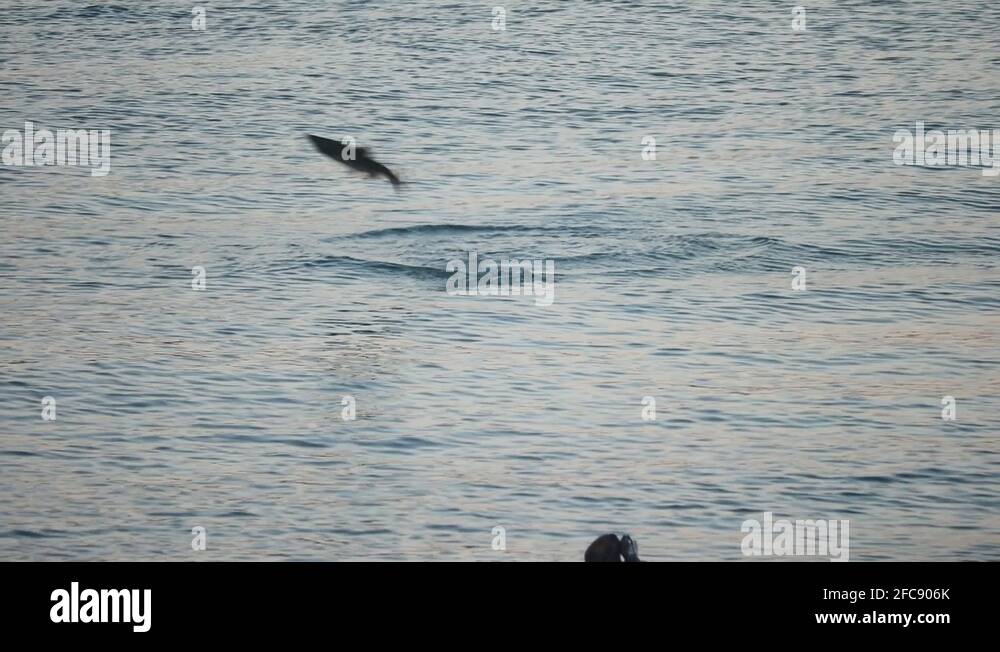 Jumping otter Stock Videos & Footage - HD and 4K Video Clips - Alamy