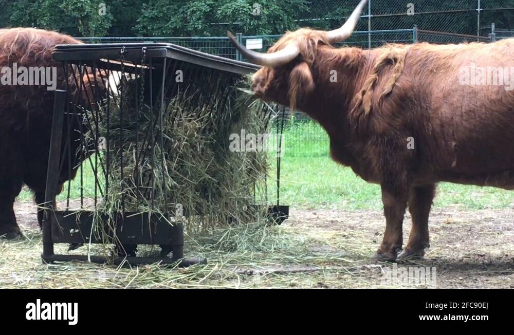 Docile cattle Stock Videos & Footage - HD and 4K Video Clips - Alamy