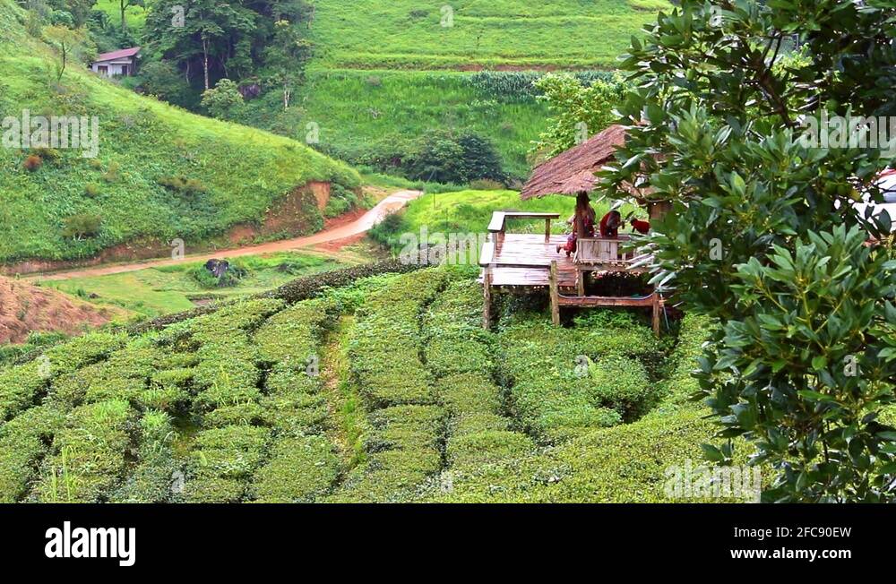 Tea hut Stock Videos & Footage - HD and 4K Video Clips - Alamy