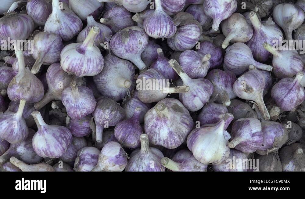 Middle eastern plant Stock Videos & Footage - HD and 4K Video Clips - Alamy