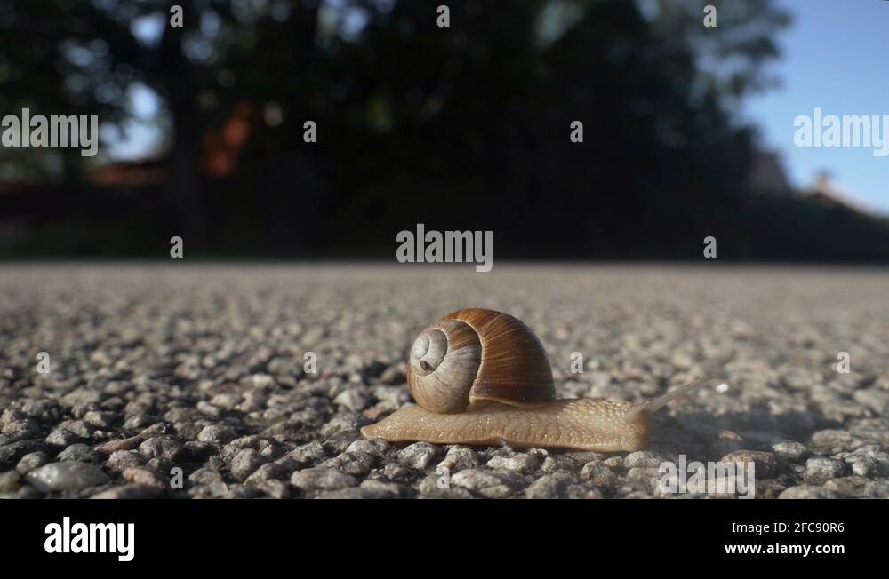 Slime road Stock Videos & Footage - HD and 4K Video Clips - Alamy