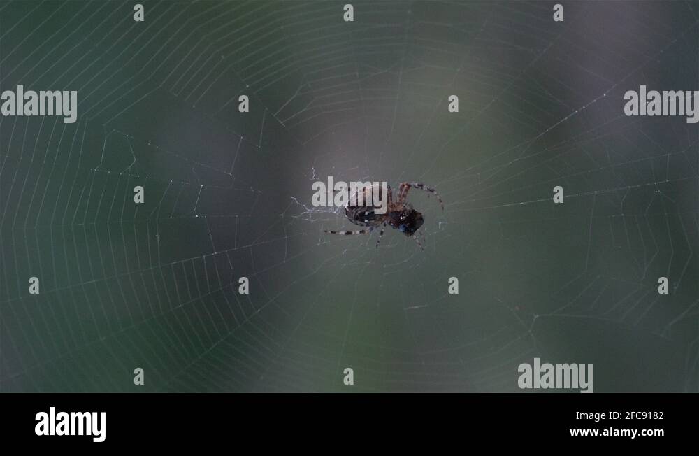 Insect in spider web Stock Videos & Footage - HD and 4K Video Clips - Alamy