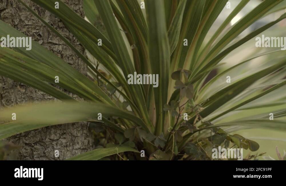 Yucca leaves Stock Videos & Footage - HD and 4K Video Clips - Alamy