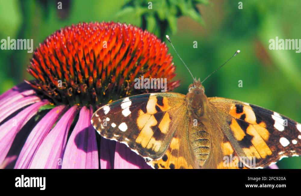 Plant orange anatomy Stock Videos & Footage - HD and 4K Video Clips - Alamy