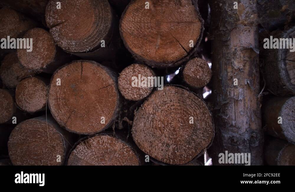 Drying trees Stock Videos & Footage - HD and 4K Video Clips - Alamy