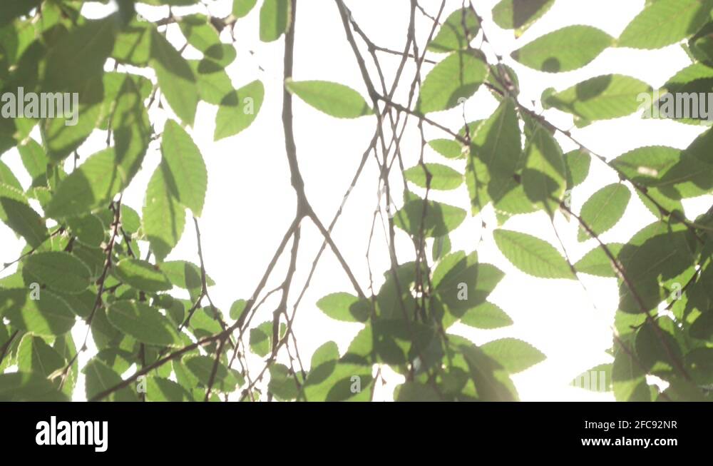 Sunlight through tree leaves Stock Videos & Footage - HD and 4K Video ...
