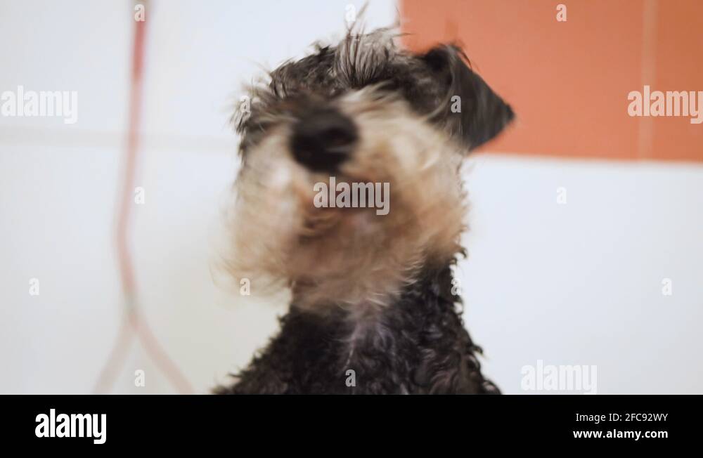 Funny schnauzer dog splashing in slow motion after having a bath in dog ...