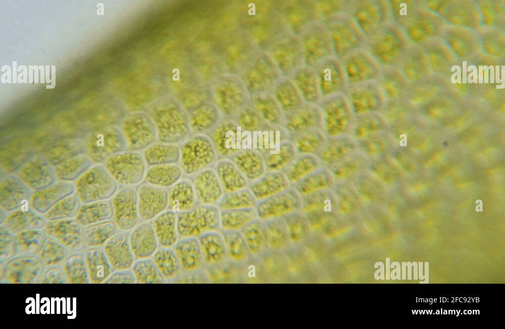 Green Plant Cells Under Microscope. Chloroplasts in Plant Cells ...