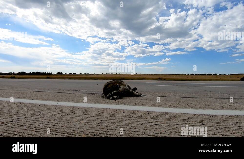 Dead raccoon in road Stock Videos & Footage - HD and 4K Video Clips - Alamy