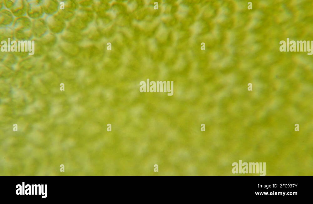 Chloroplasts plant cells microscope Stock Videos & Footage - HD and 4K ...