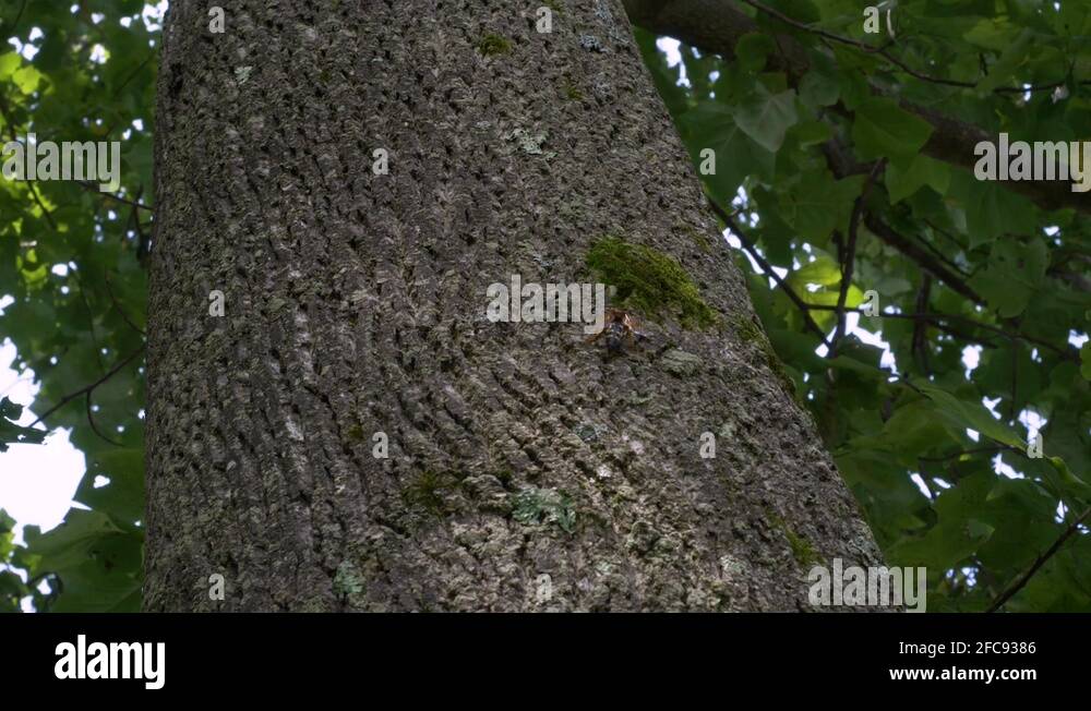 A large Cicada Killer Wasp aka Cicada Hawk, crawls around on a tree in ...