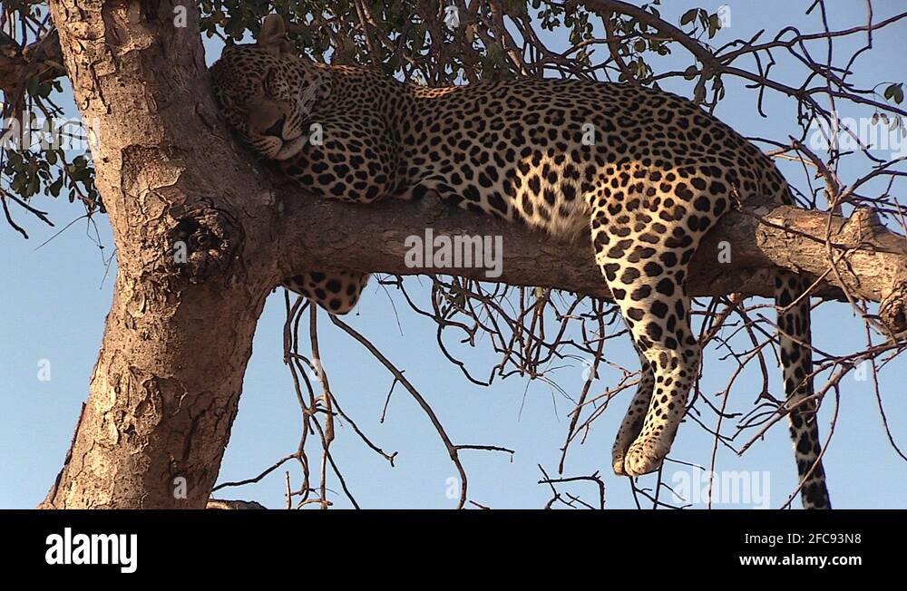 Leopard sleeping on the tree Stock Videos & Footage - HD and 4K Video ...