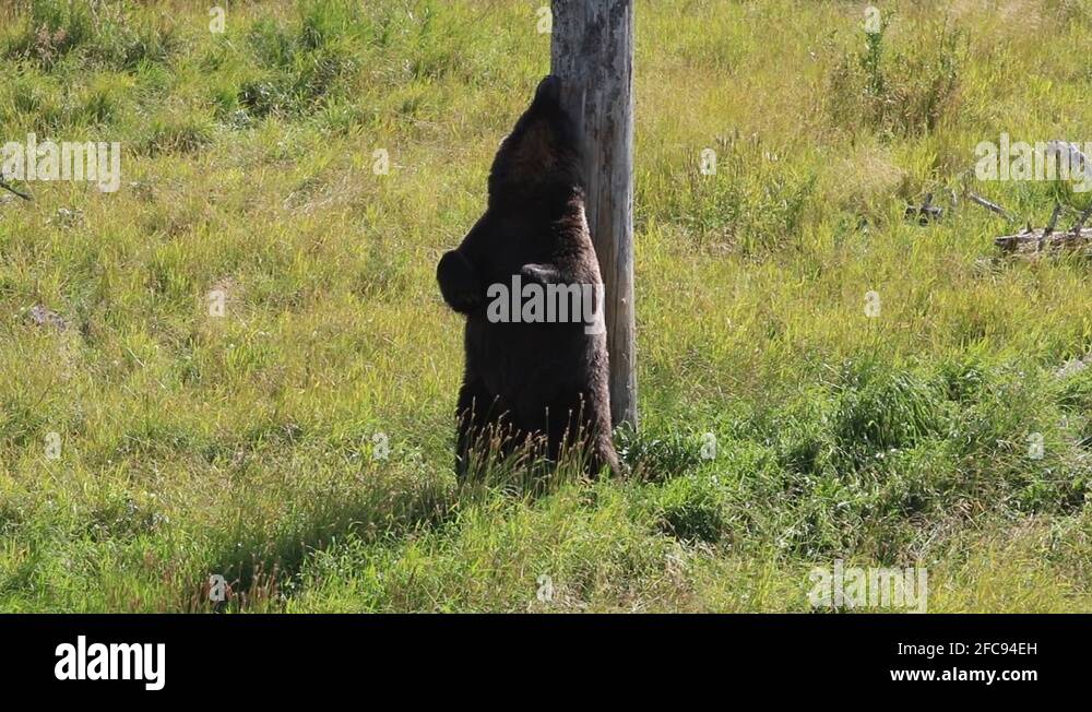 Back grizzly tree Stock Videos & Footage - HD and 4K Video Clips - Alamy