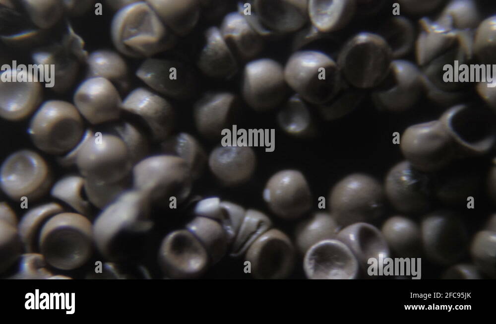 Eggs of brine shrimp under microscope. The microscopic world. Artemia ...