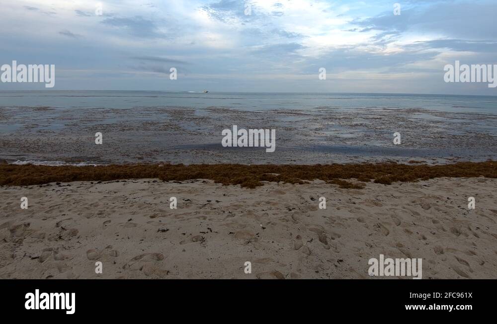 Dead algae bloom Stock Videos & Footage - HD and 4K Video Clips - Alamy