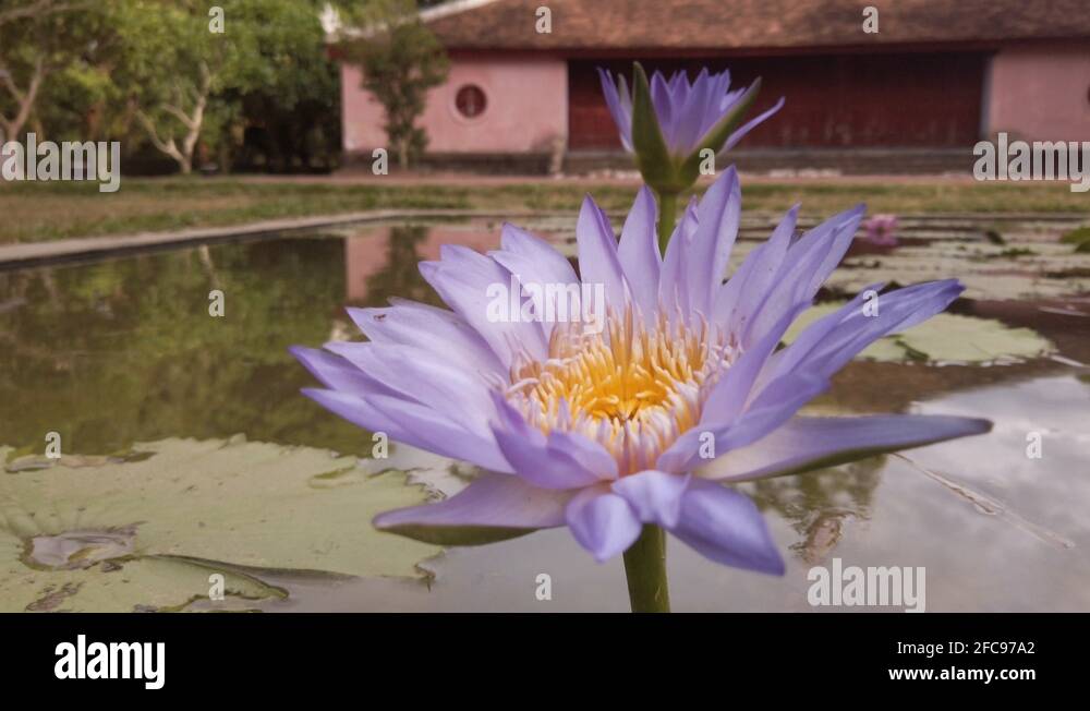 Blue lotus temple Stock Videos & Footage - HD and 4K Video Clips - Alamy