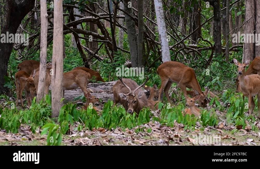 The Eld's Deer is an Endangered species due to habitat loss and hunting ...