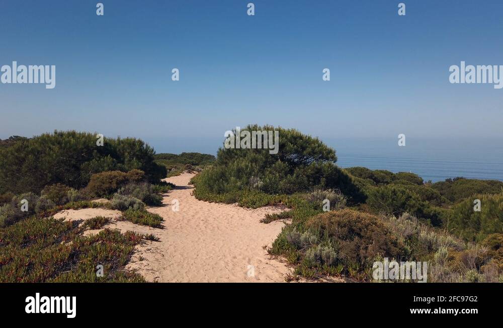 Forest path on the sand Stock Videos & Footage - HD and 4K Video Clips ...