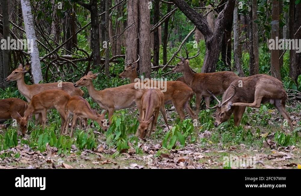 The Eld's Deer is an Endangered species due to habitat loss and hunting ...