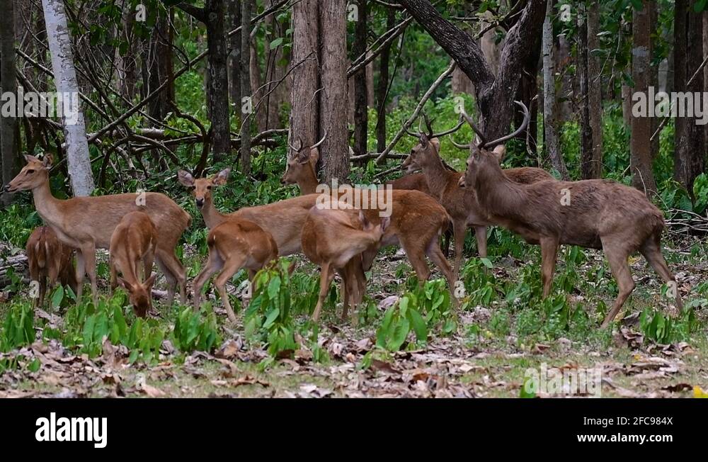 The Eld's Deer is an Endangered species due to habitat loss and hunting ...