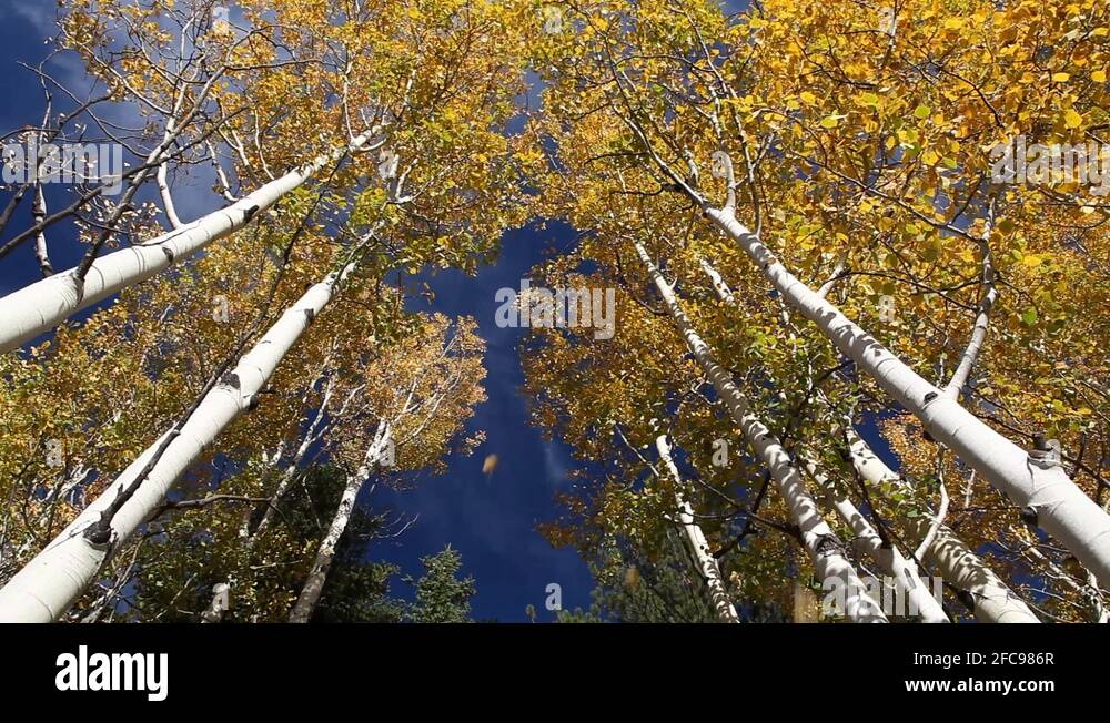 Pristine colors Stock Videos & Footage - HD and 4K Video Clips - Alamy