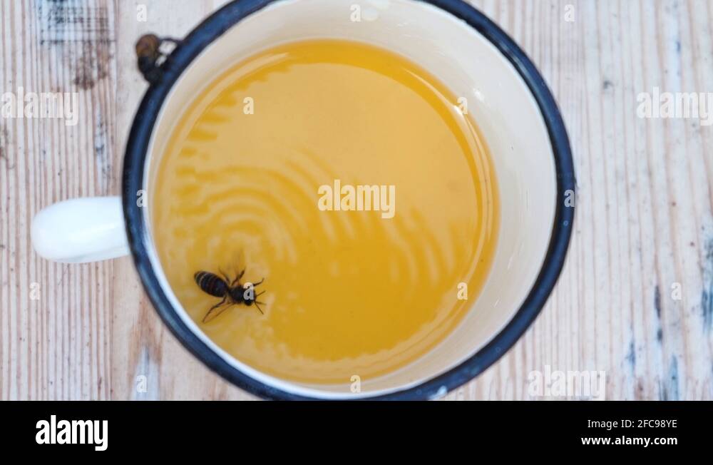 Wasp floats in a mug with soda. Iron mug, annoying wasps in the summer ...