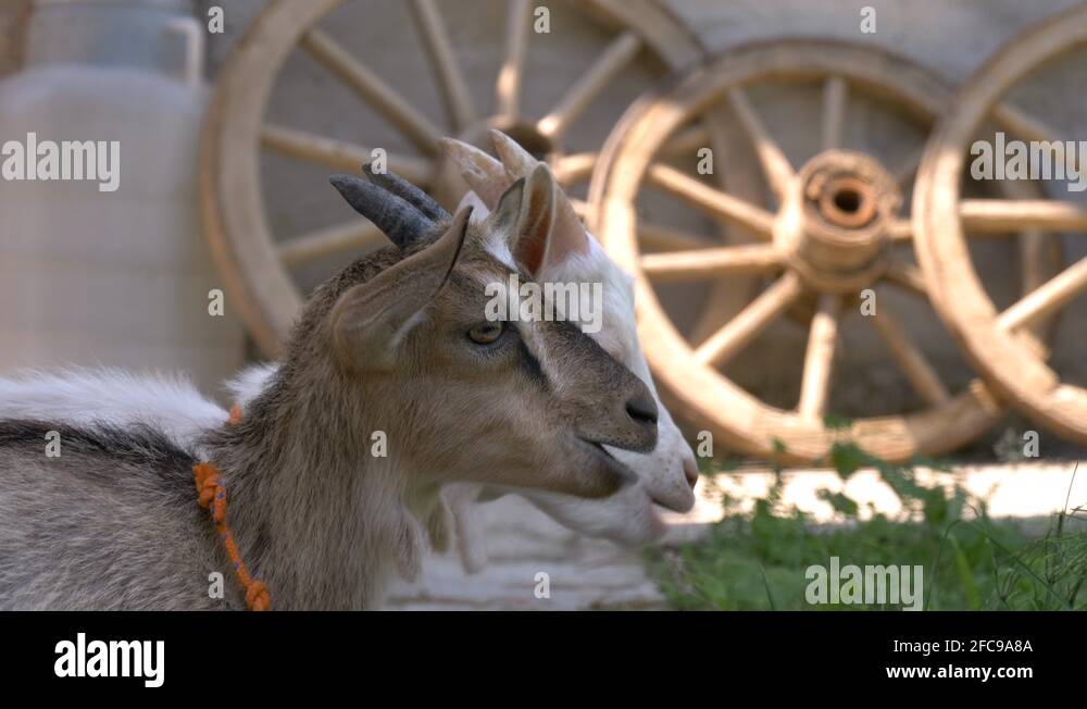 Chariot wheels Stock Videos & Footage - HD and 4K Video Clips - Alamy