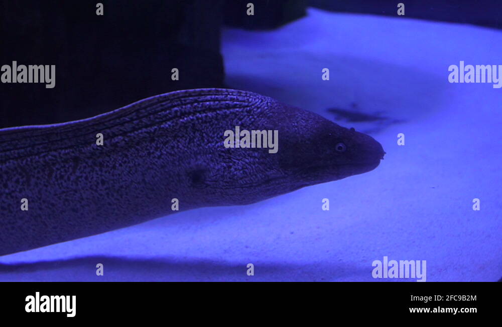Close-up of a Moray eel swimming underwater in an aquarium in dark ...