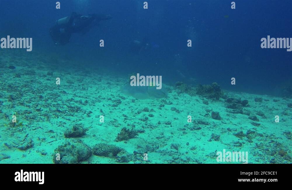 Underwater Photographer. Underwater Photography Camera Man Taking ...