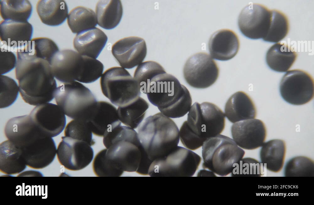 Eggs of brine shrimp under microscope. The microscopic world. Artemia ...