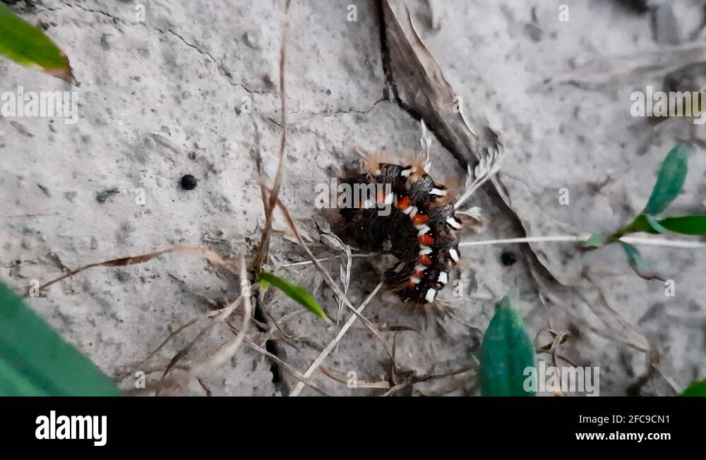 Knot Grass Moth Caterpillar Larva Stock Videos And Footage Hd And 4k Video Clips Alamy