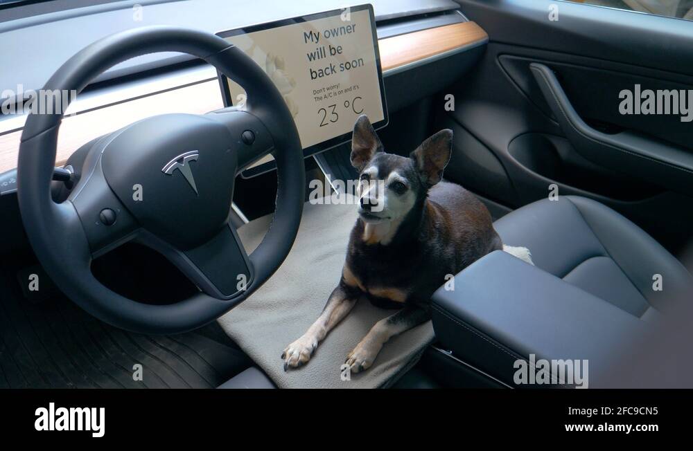 CLOSE UP: Cute black and gray dog sits inside a Tesla with dog mode ...
