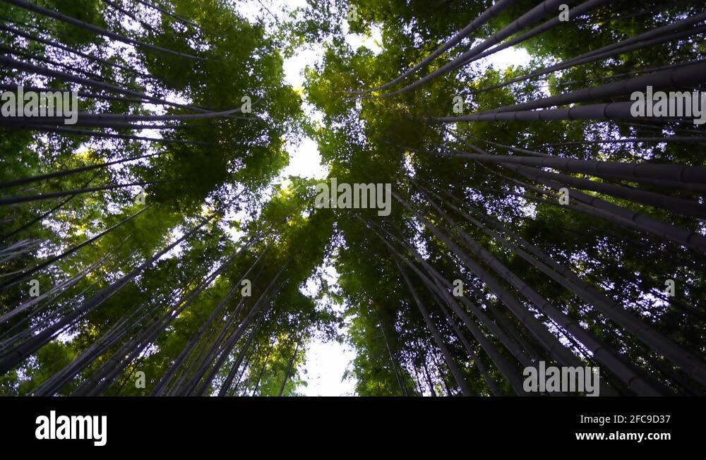 Bamboo tree tops Stock Videos & Footage - HD and 4K Video Clips - Alamy