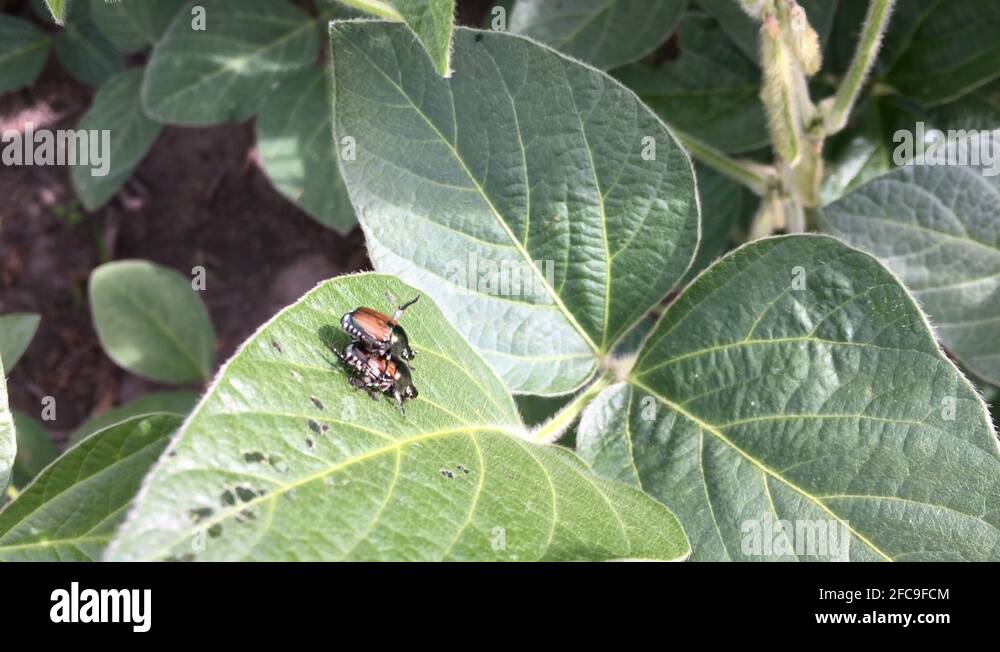 Insect infestations Stock Videos & Footage - HD and 4K Video Clips - Alamy